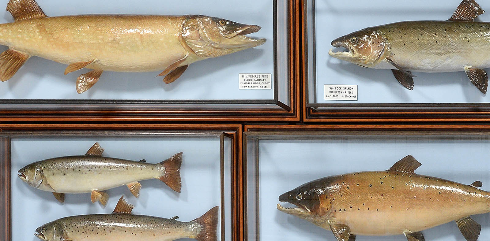 Tennants Auctioneers