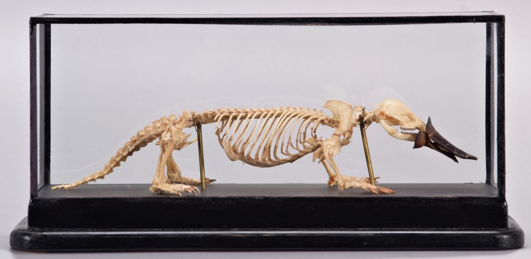 Results: Natural History & Taxidermy Sale 30th November | Tennants ...