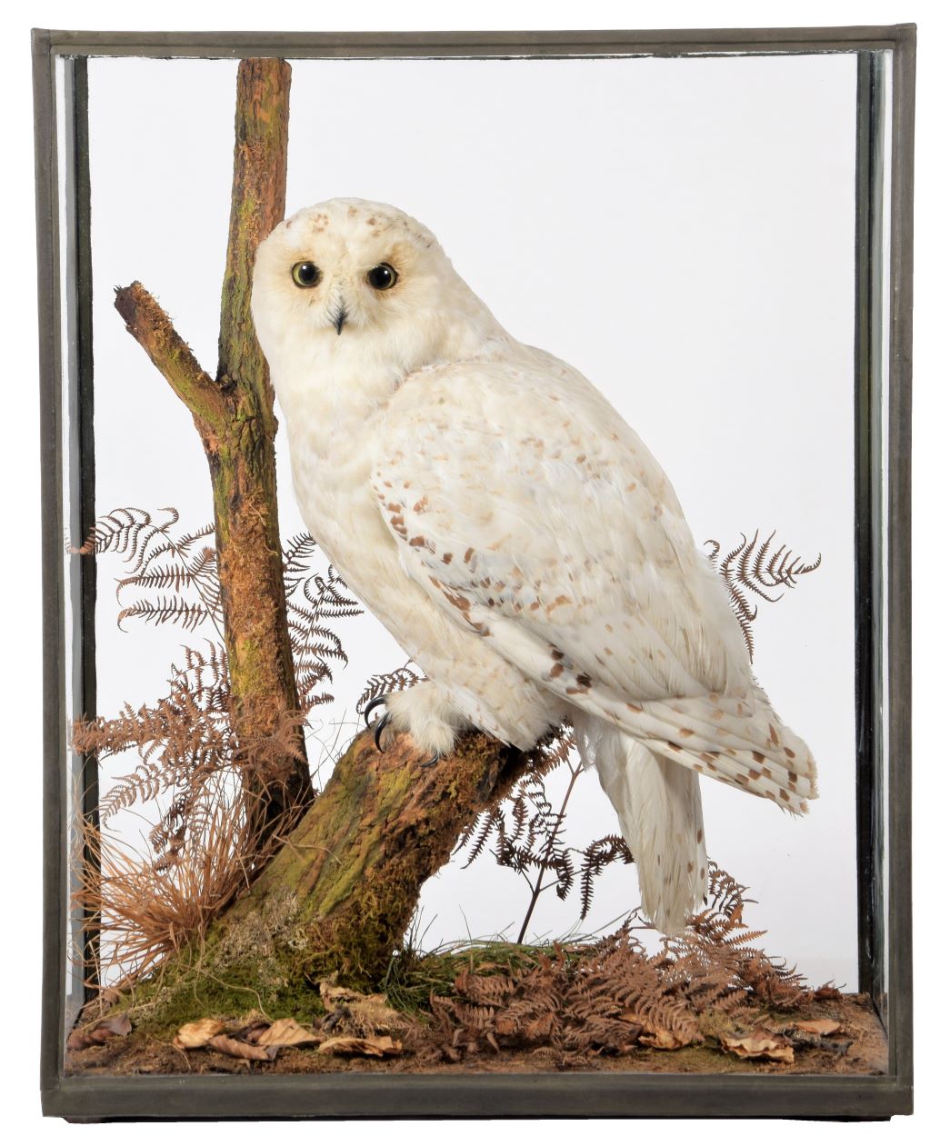 Results: Natural History & Taxidermy Sale 30th November | Tennants ...