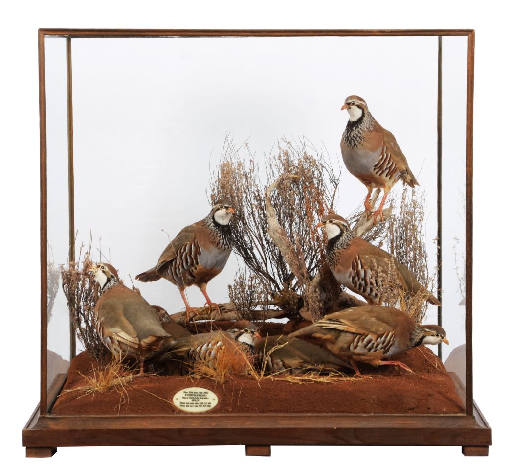 Natural History & Taxidermy Sale Preview: August 2024 | Tennants ...