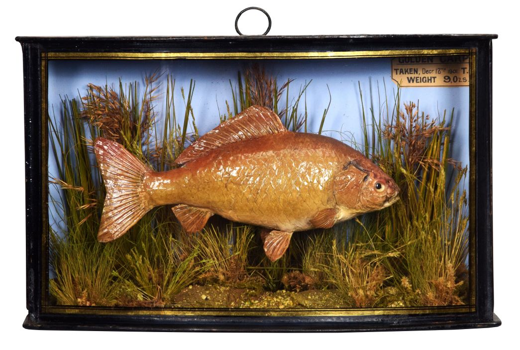 News & Insights | Tennants Auctioneers